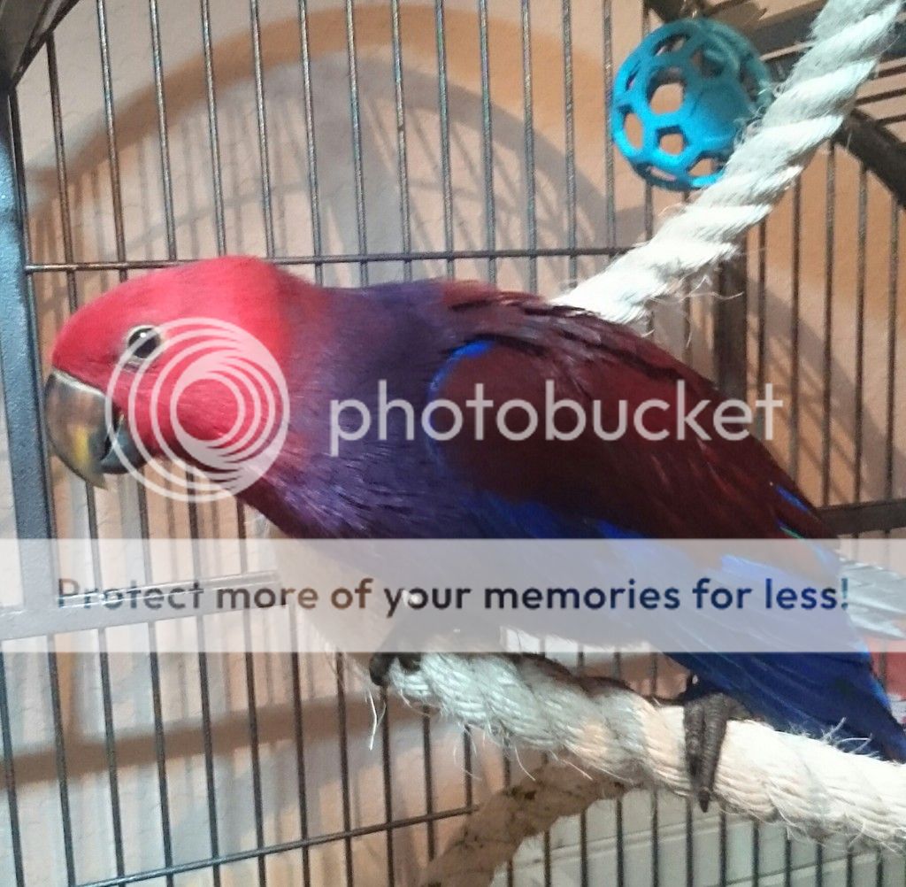 Drooping Wing - Lazy From Sprain ? | Parrot Forum 🦜 Parrot Owners Community