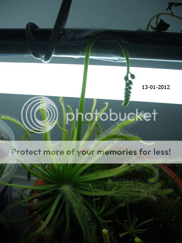 Roarke's jurnal : drosera capensis flower(no seeds)questions - FlyTrapCare Forums