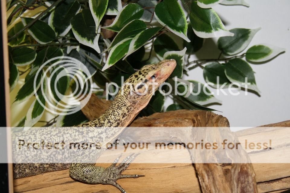 Quince monitor, varanus melinus | Reptile Forums