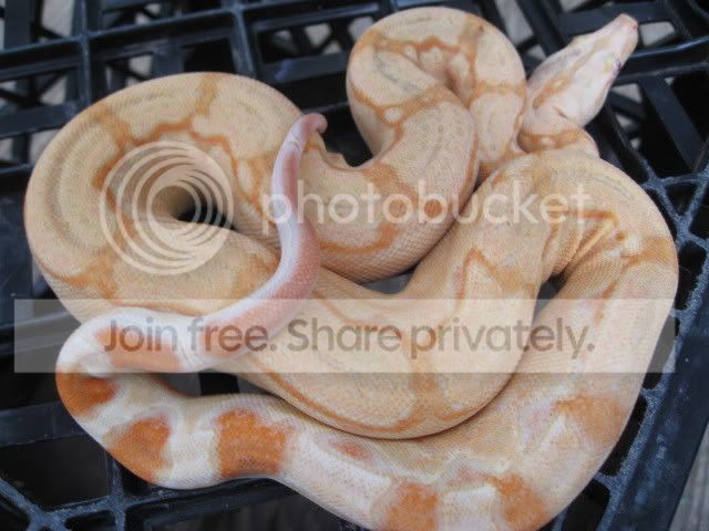 albino arab - RedTailBoas Ultimate Reptile Community