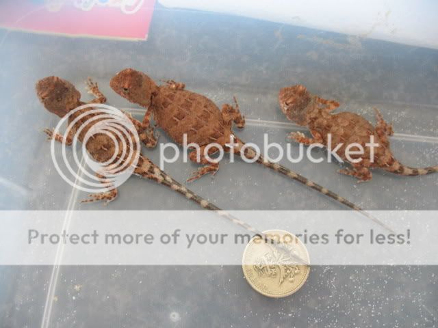 Tympanocryptis(long tailed earless dragons)scotland | Reptile Forums