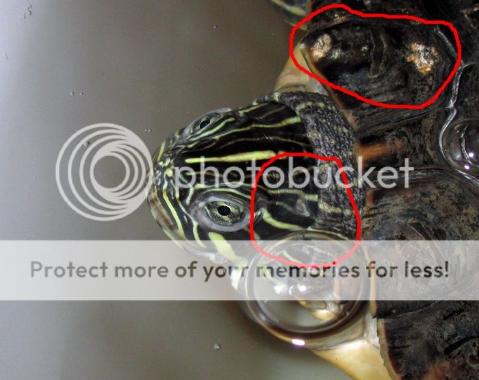 Any Ideas Of This Turtle Face Growth/Wound?? | Reptile Forums